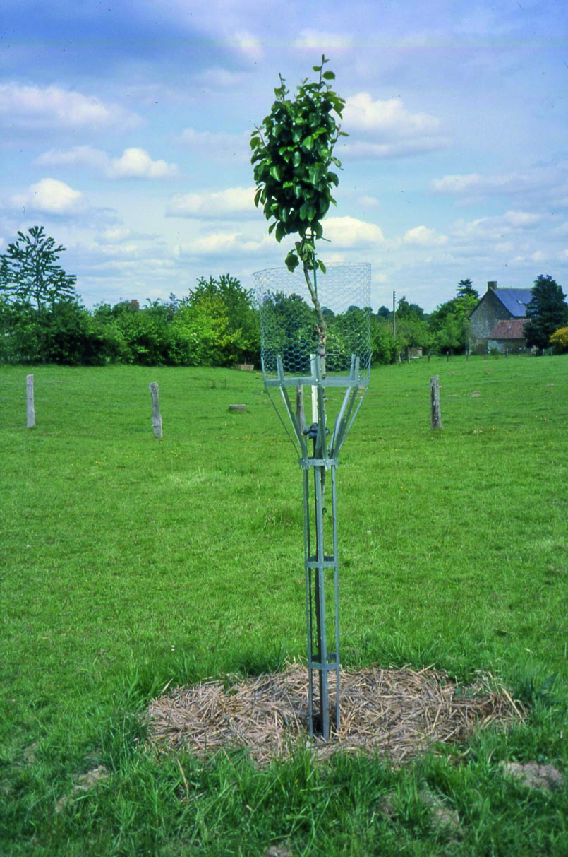 Une bonne combinaison arbre - animal